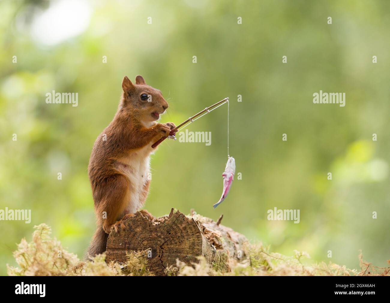 Red squirrel fish hi-res stock photography and images - Alamy