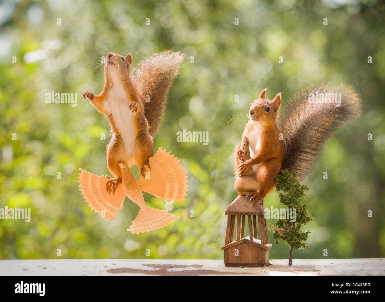 Sciuridae flying squirrels hi-res stock photography and images - Alamy