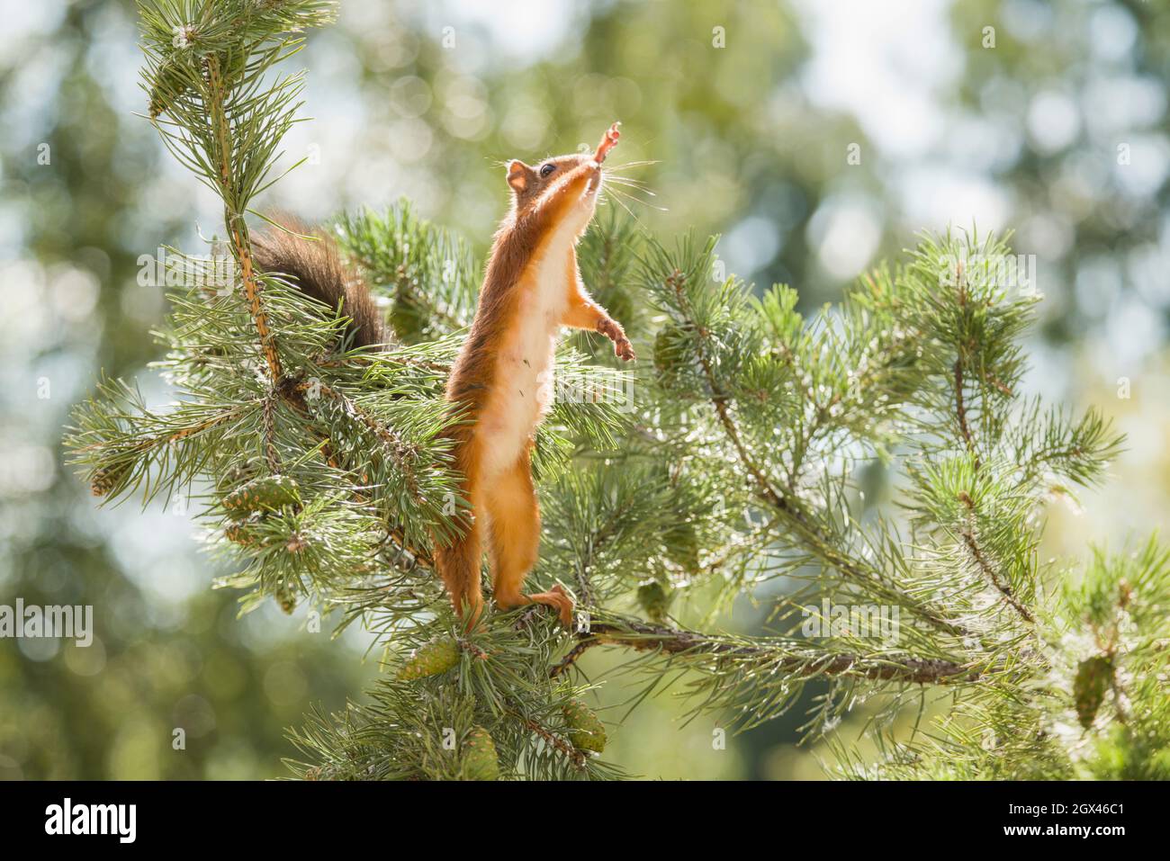 Red Squirrel Is Reaching Up From Flower Branches High Resolution Stock ...