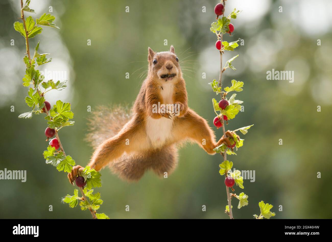 Full squirrel hi-res stock photography and images - Alamy