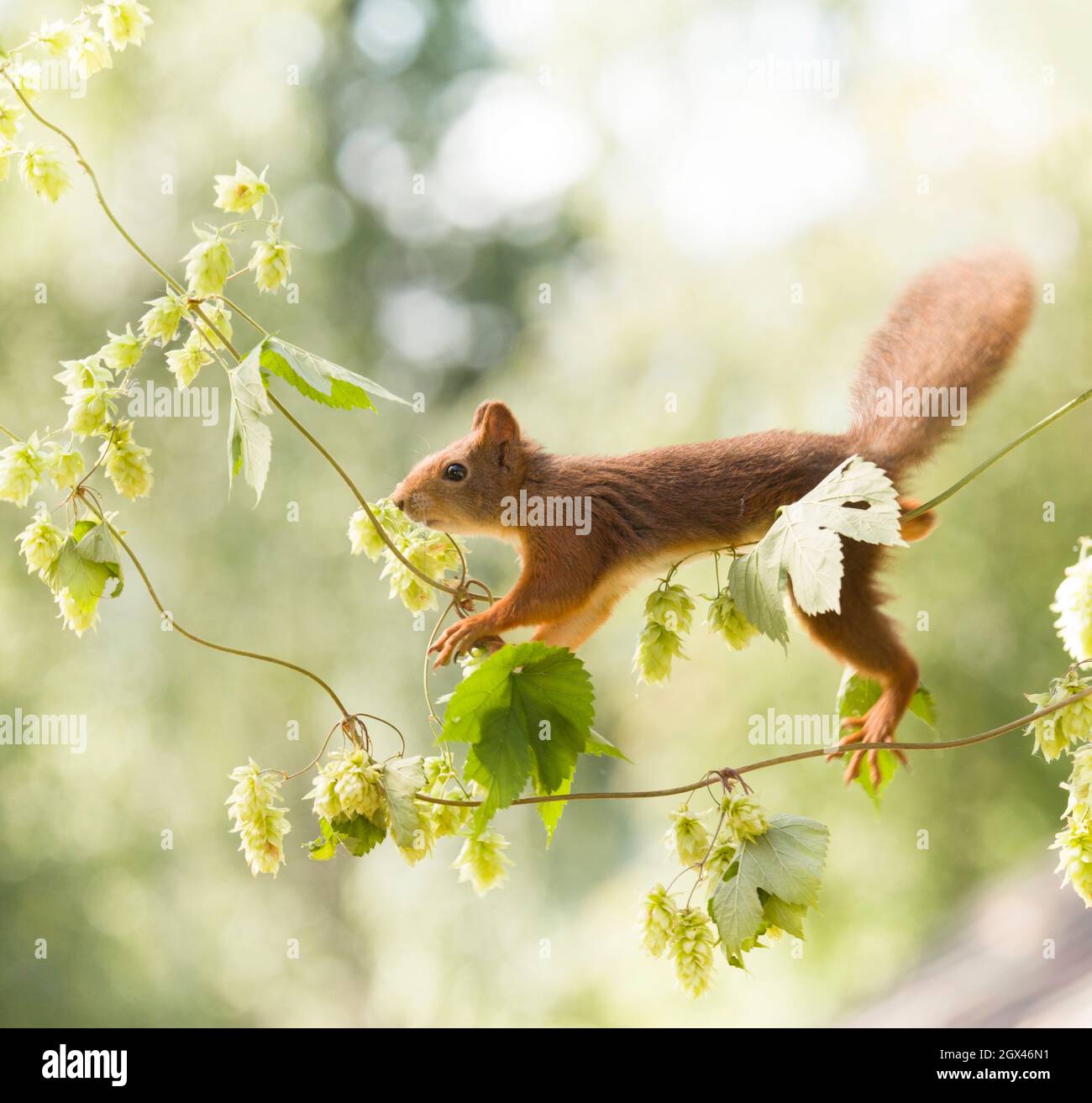 Animal hop hi-res stock photography and images - Alamy