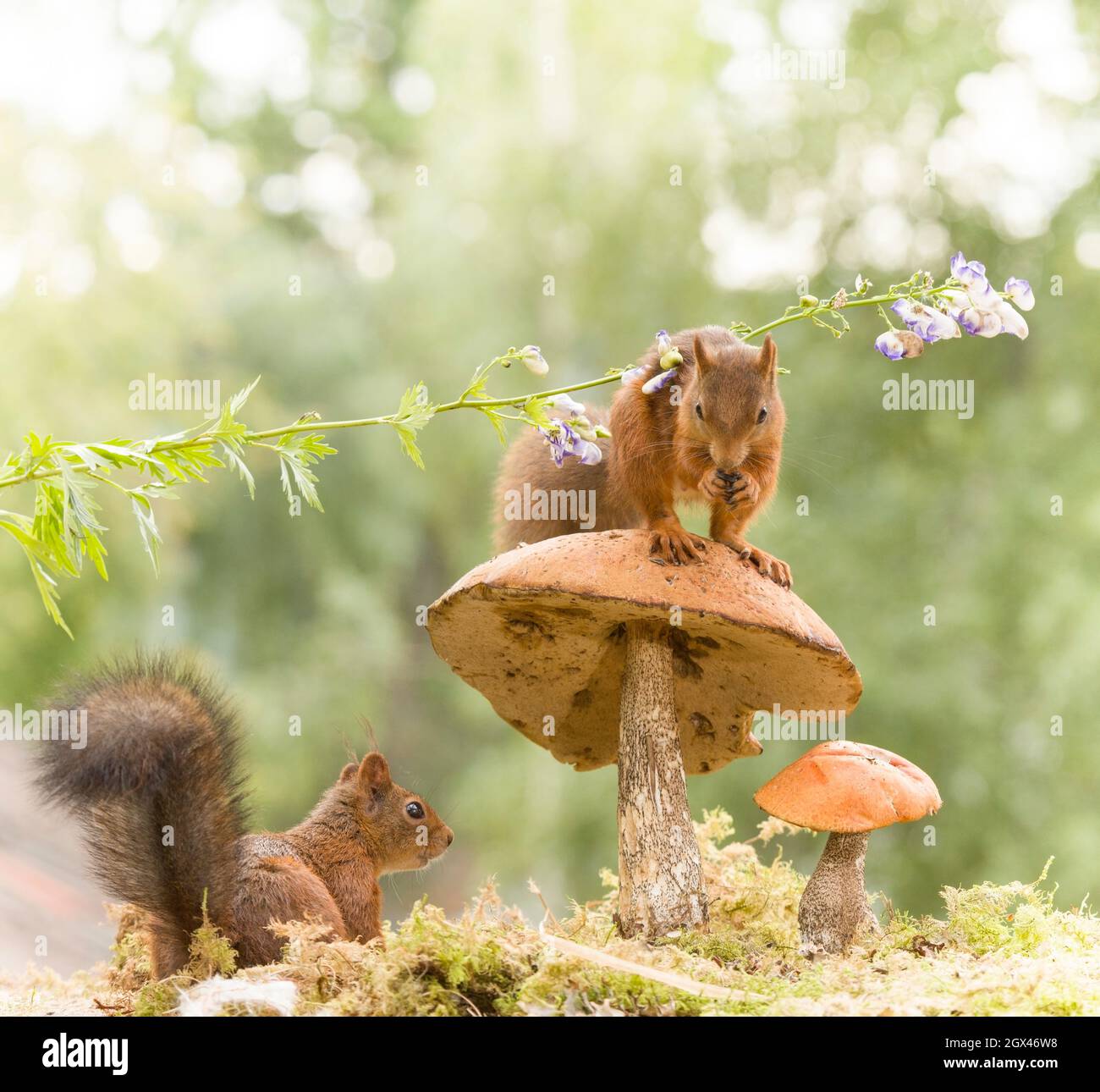 red squirrels are standing on and under an mushroom Stock Photo - Alamy