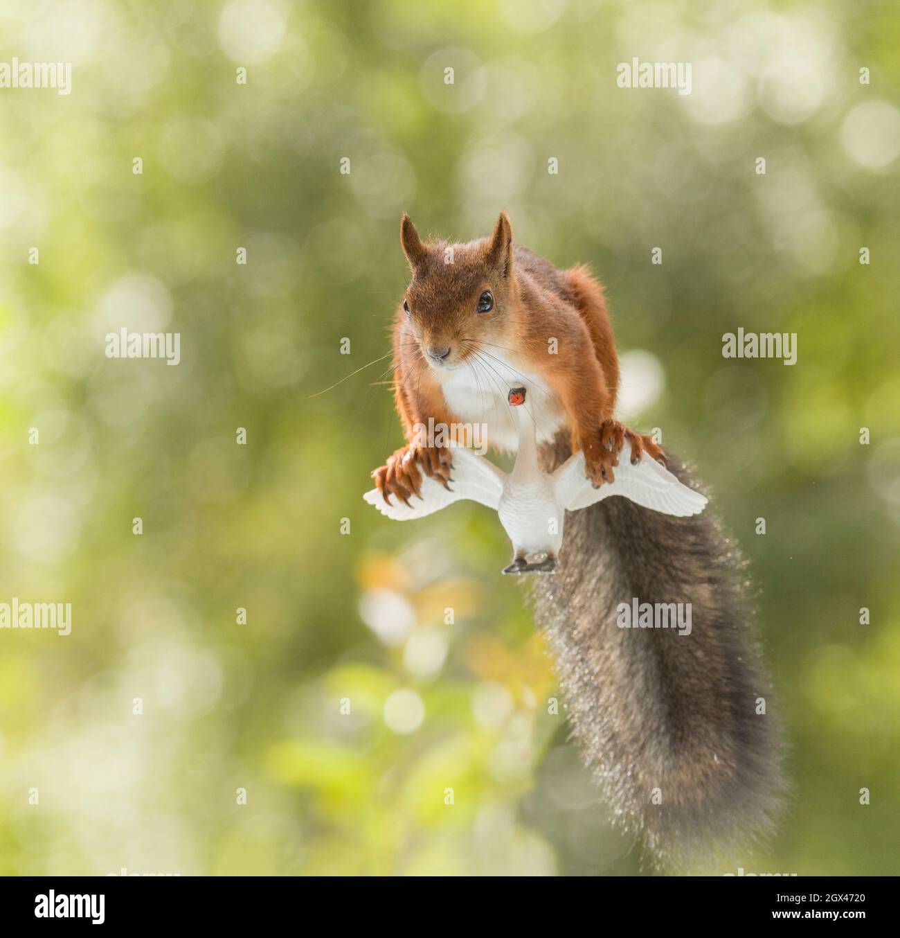 red squirrel is standing on a swan Stock Photo - Alamy