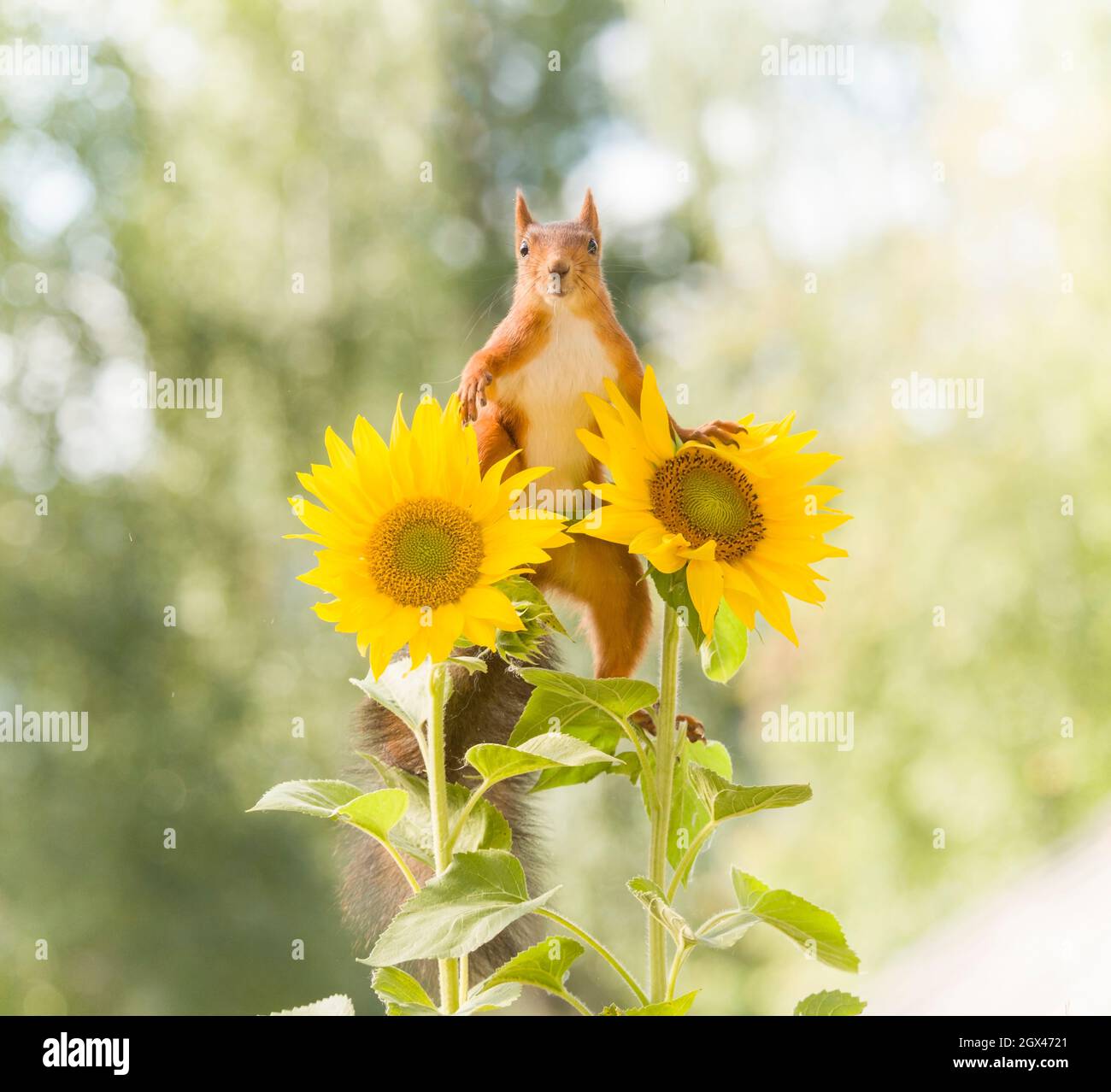 Red squirrel with sunflowers hi-res stock photography and images - Alamy