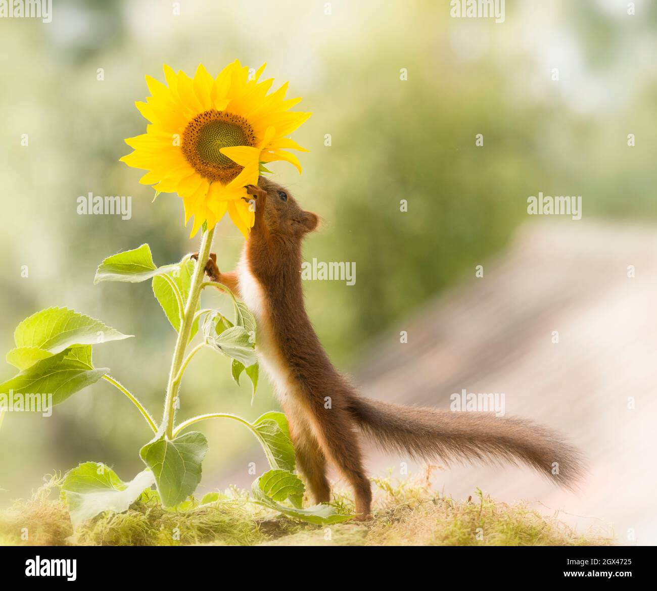 Red squirrel with sunflower hi-res stock photography and images - Alamy