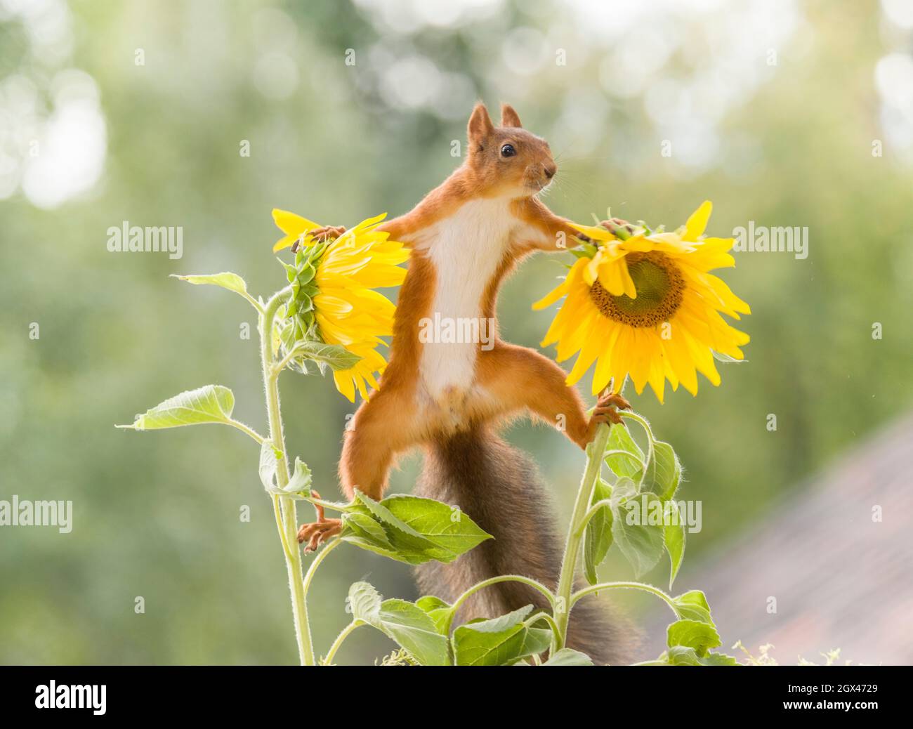Red squirrel with sunflowers hi-res stock photography and images - Alamy