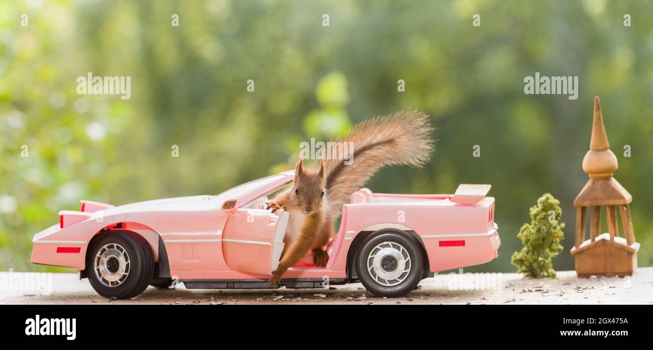 Young red squirrel with an car hi-res stock photography and images - Alamy