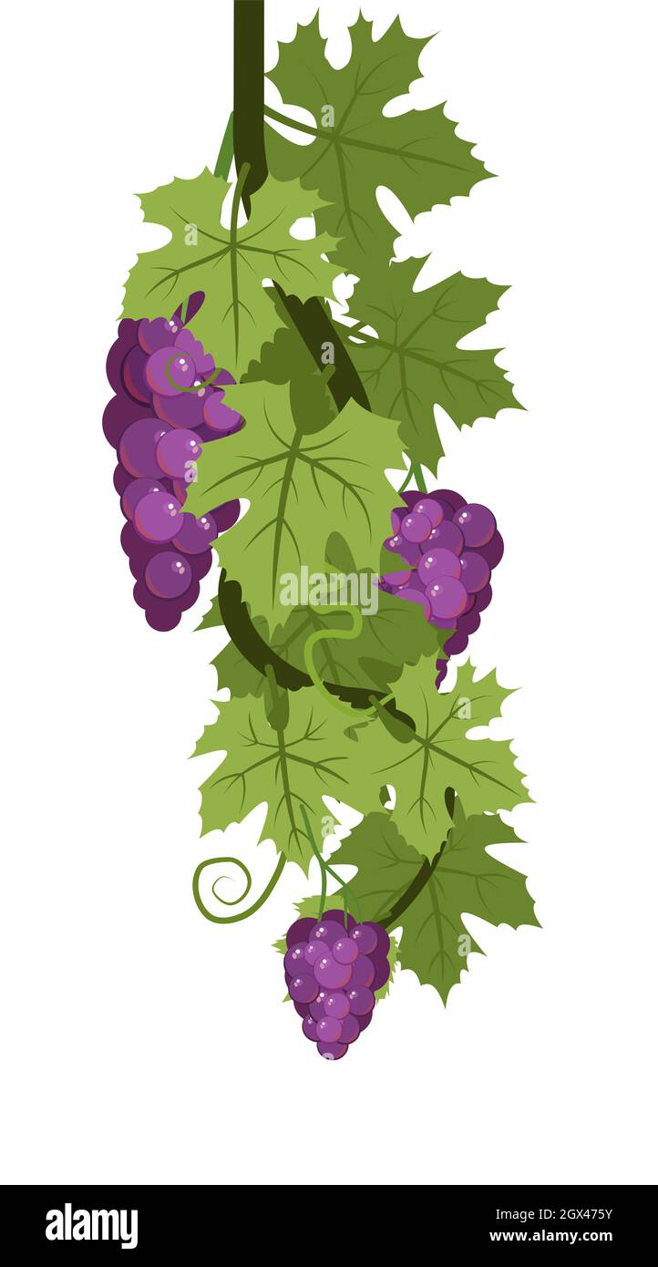 Red ripe bunch autumn Stock Vector Images - Alamy