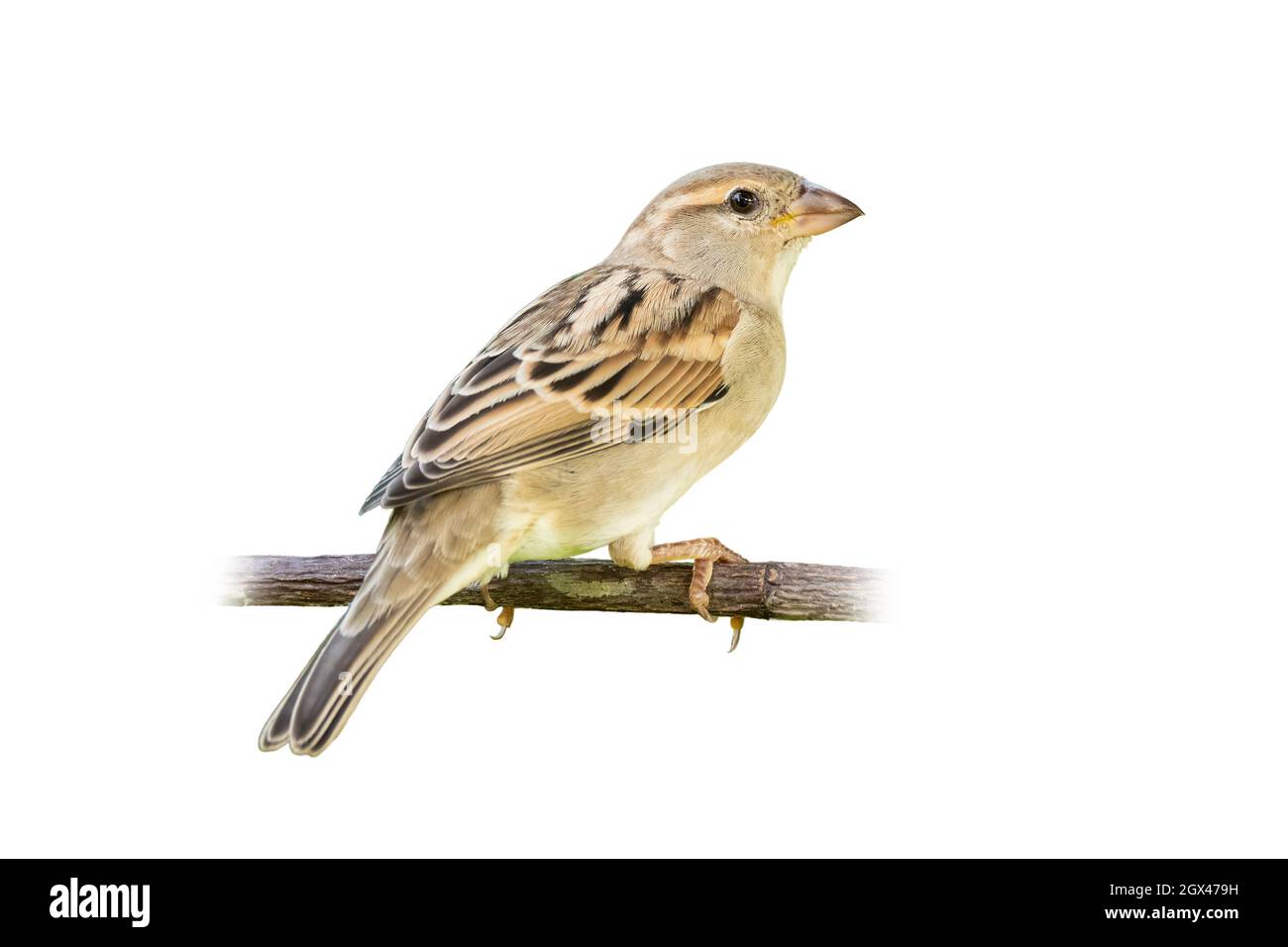 Juvenile female house sparrow Cut Out Stock Images & Pictures - Alamy