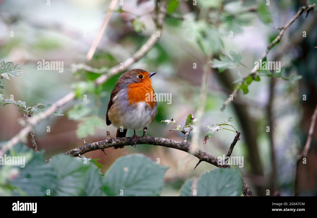 Eurasian robin in a woodland setting Stock Photo - Alamy