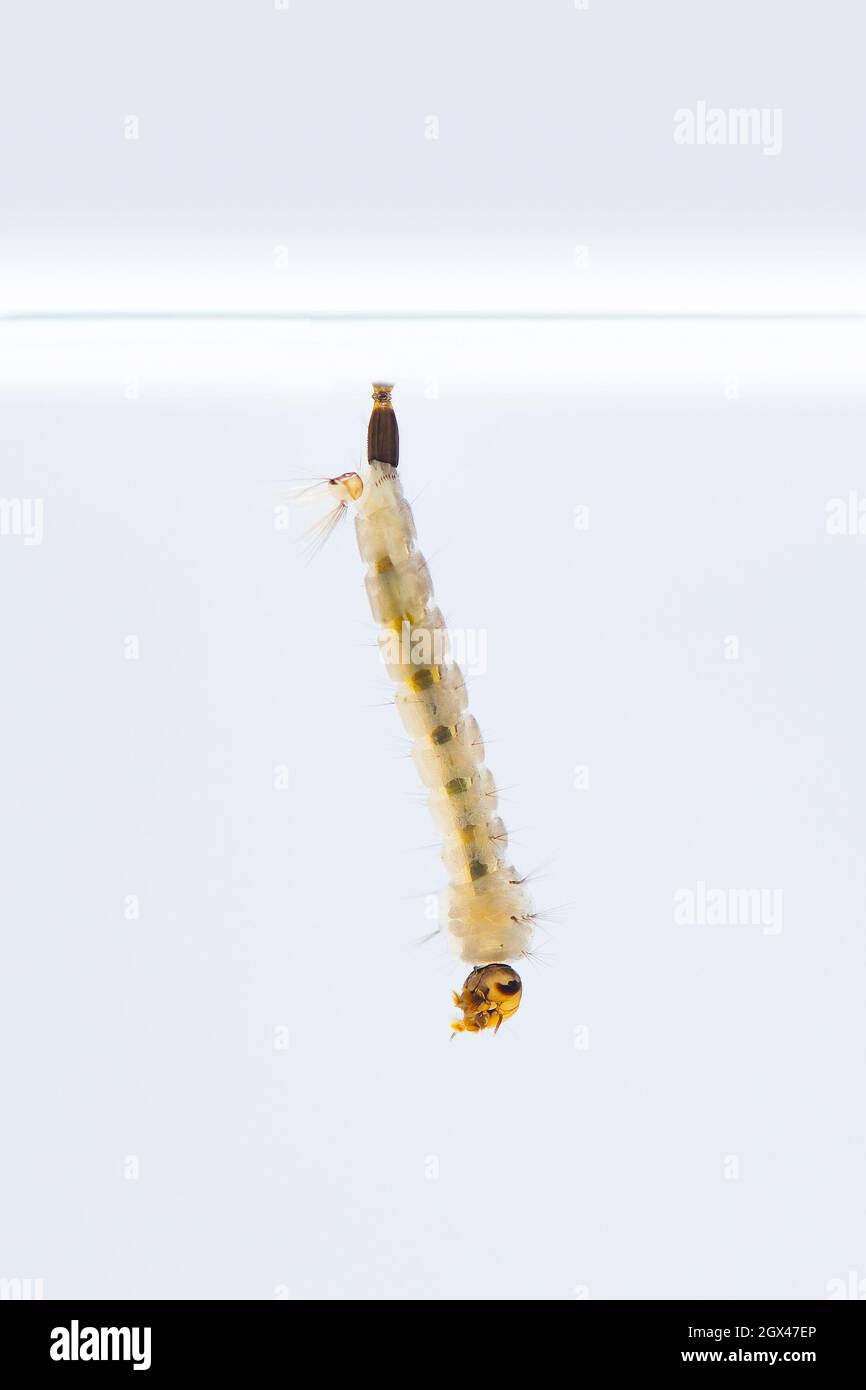 Mosquito larva in water isolated on white background Stock Photo - Alamy