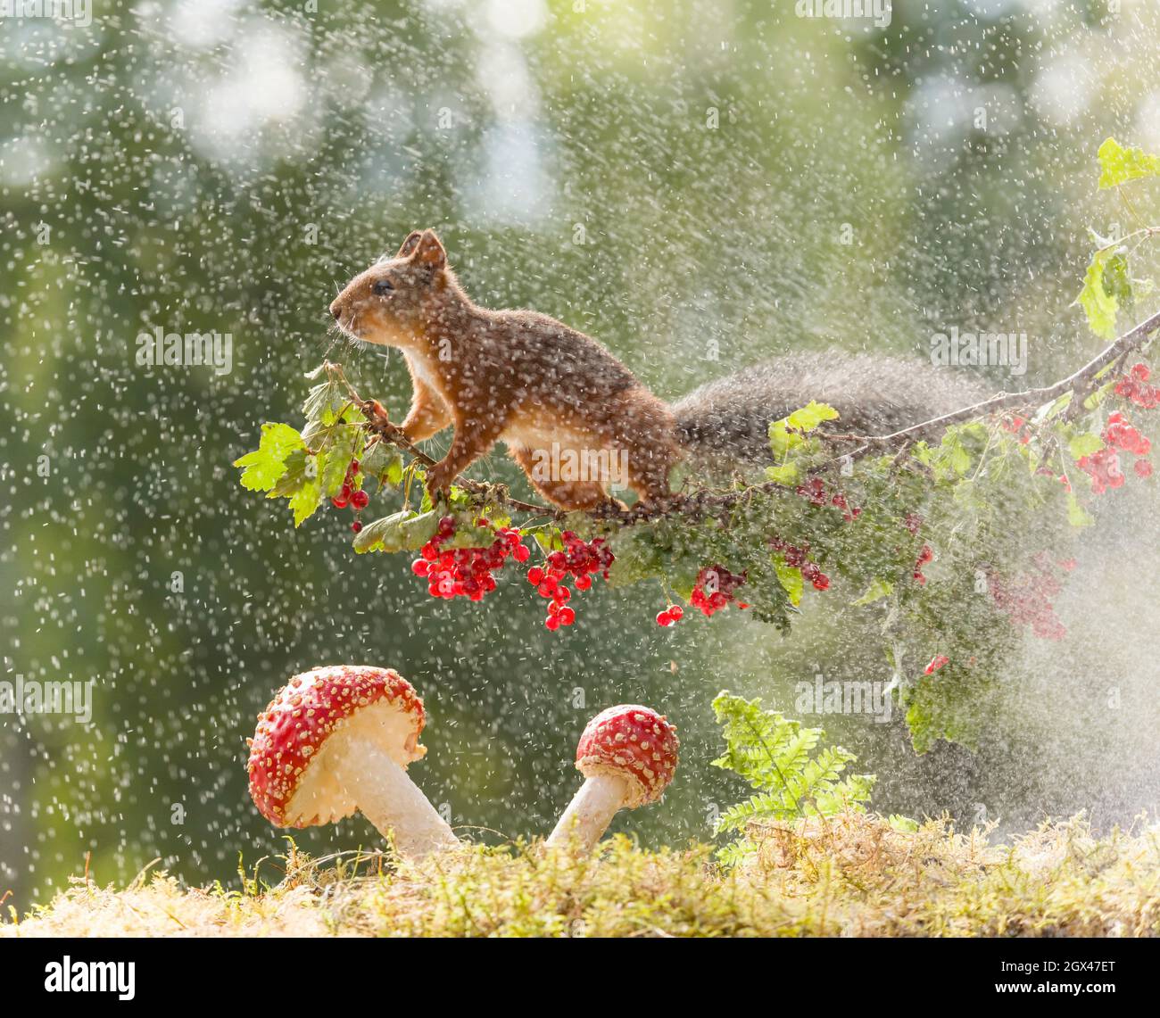 Wet red squirrel is standing in the rain hi-res stock photography and ...