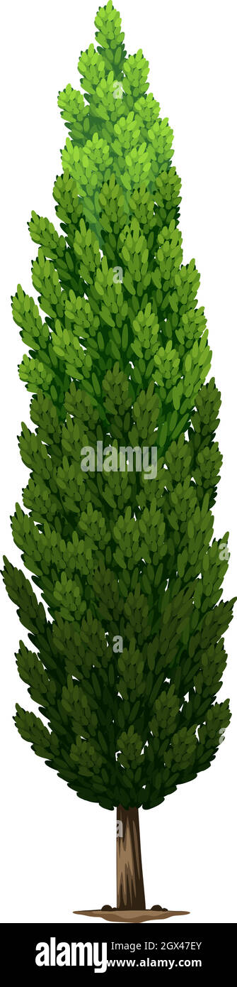 Columnar tree Stock Vector Images - Alamy