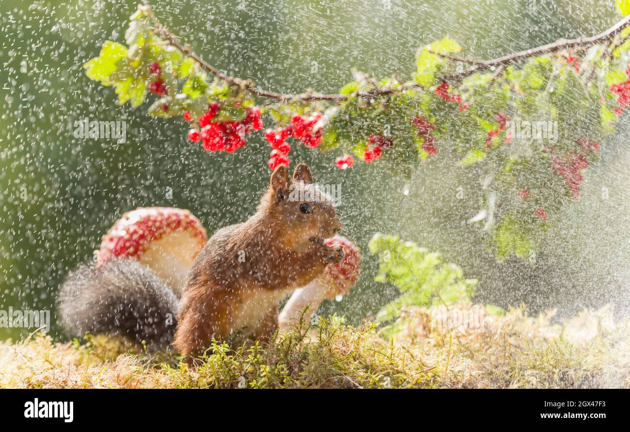 Wet red squirrel is standing in the rain hi-res stock photography and ...