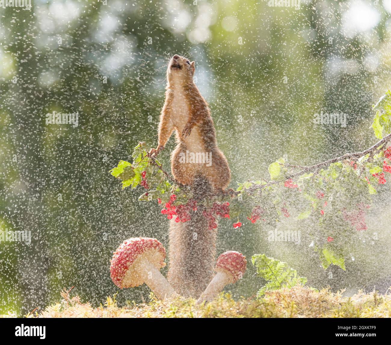 Wet red squirrel is standing in the rain hi-res stock photography and ...