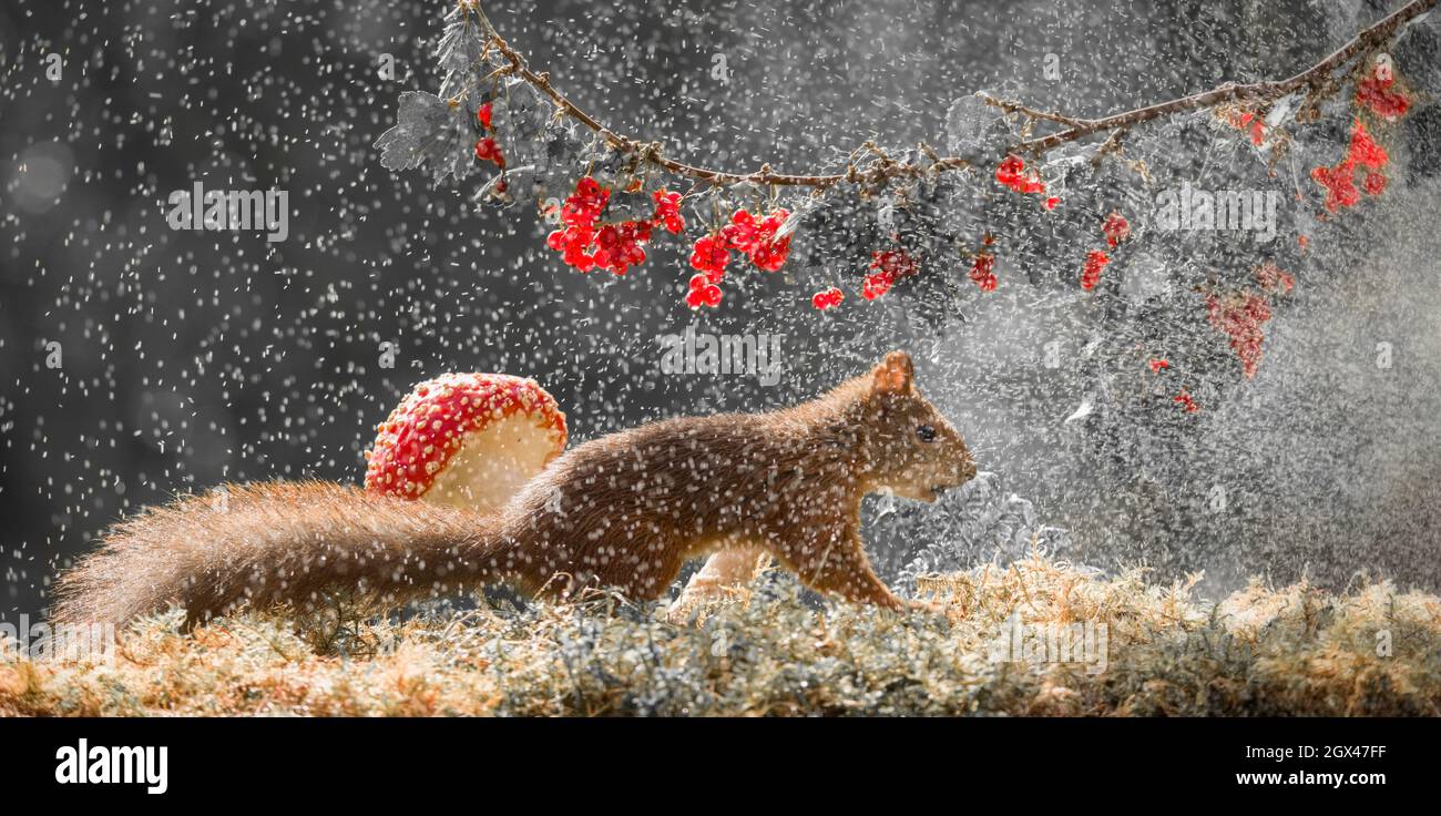 red squirrel walking in the rain Stock Photo - Alamy