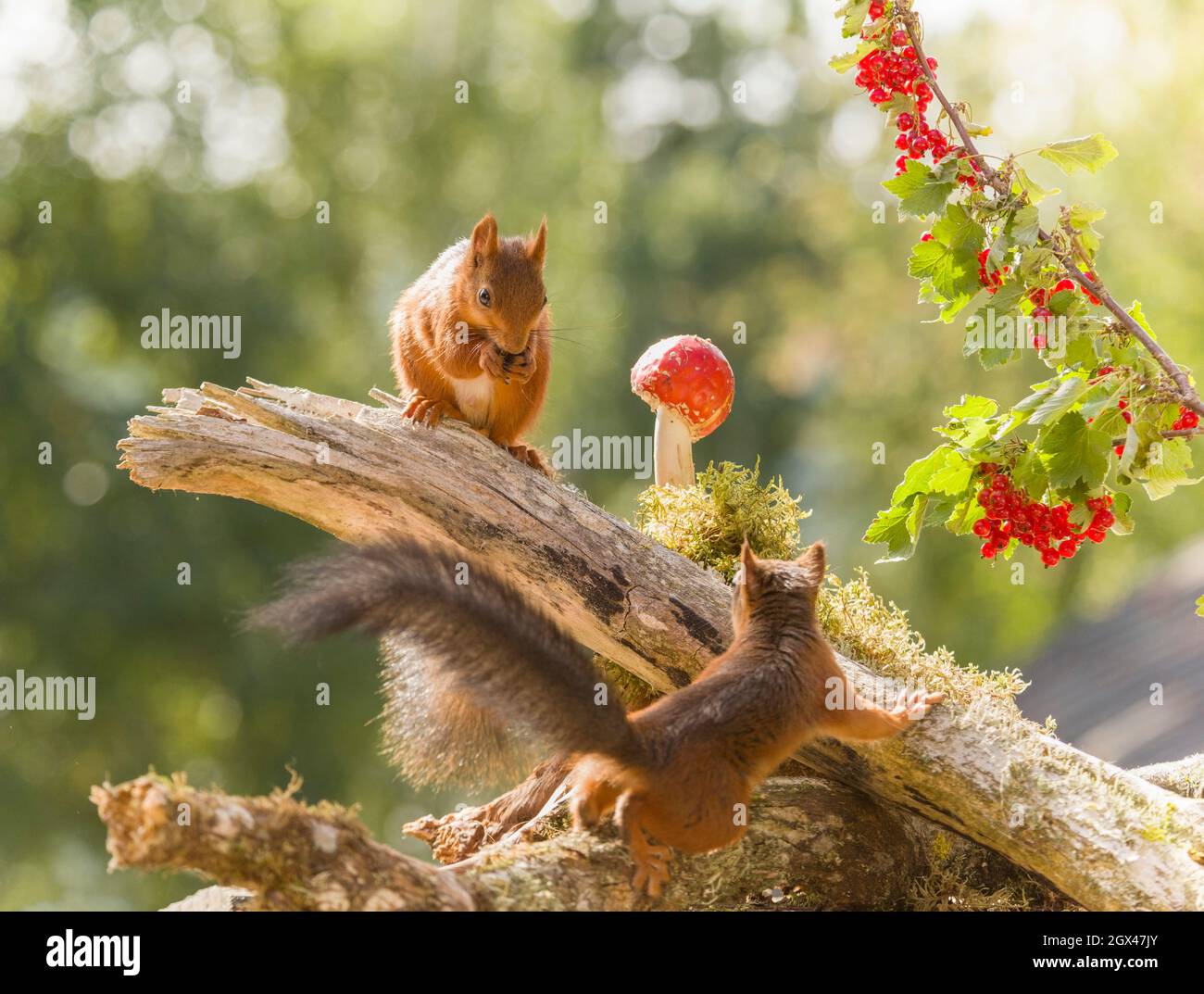 red squirrels with a mushroom and red currant Stock Photo - Alamy
