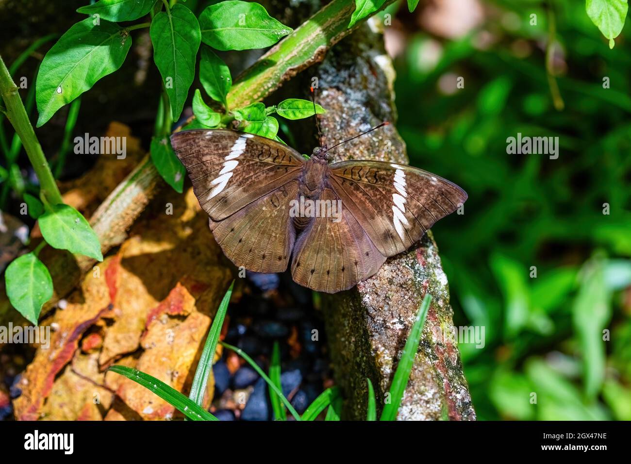 Butterfly hold hi-res stock photography and images - Alamy