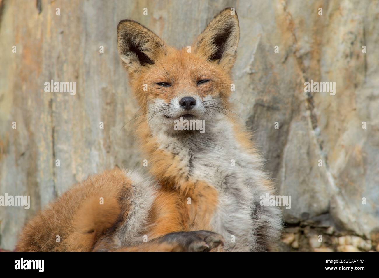 Red fox behind hi-res stock photography and images - Alamy