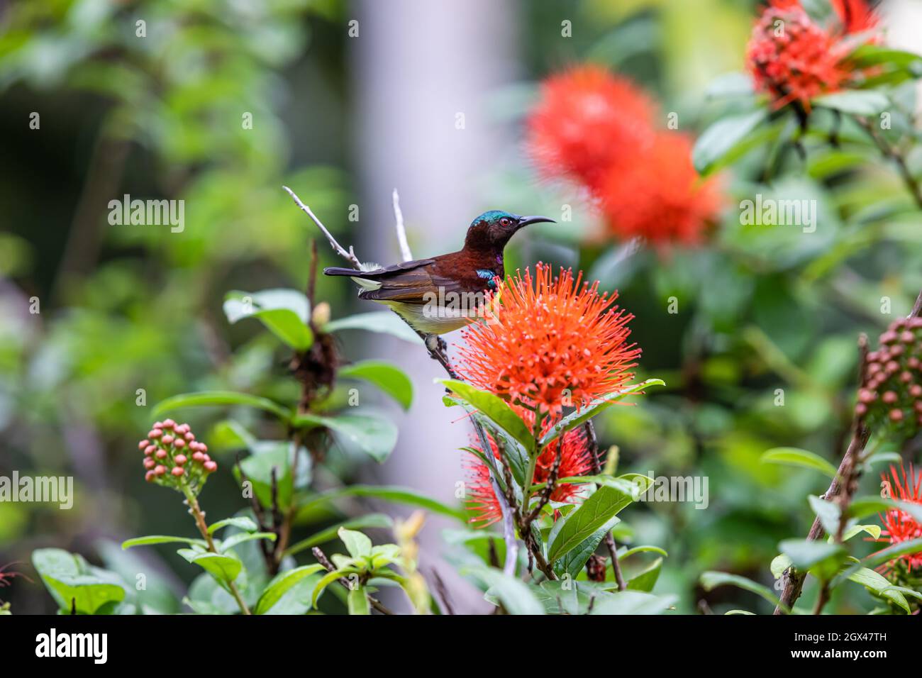 Hamming bird hi-res stock photography and images - Alamy