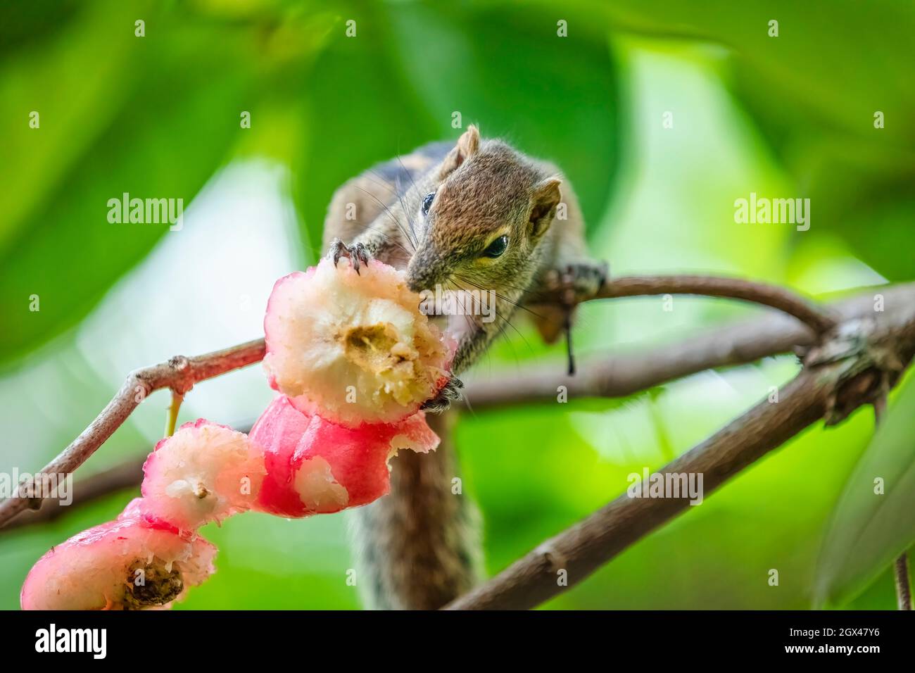 Ground squirre hi-res stock photography and images - Alamy