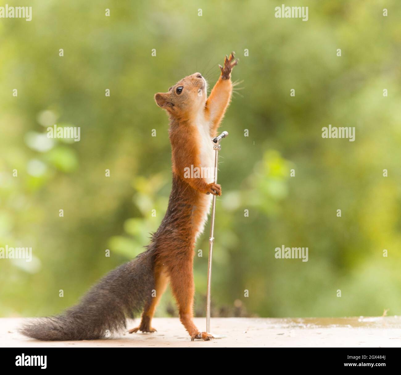Red squirrel waving hi-res stock photography and images - Alamy