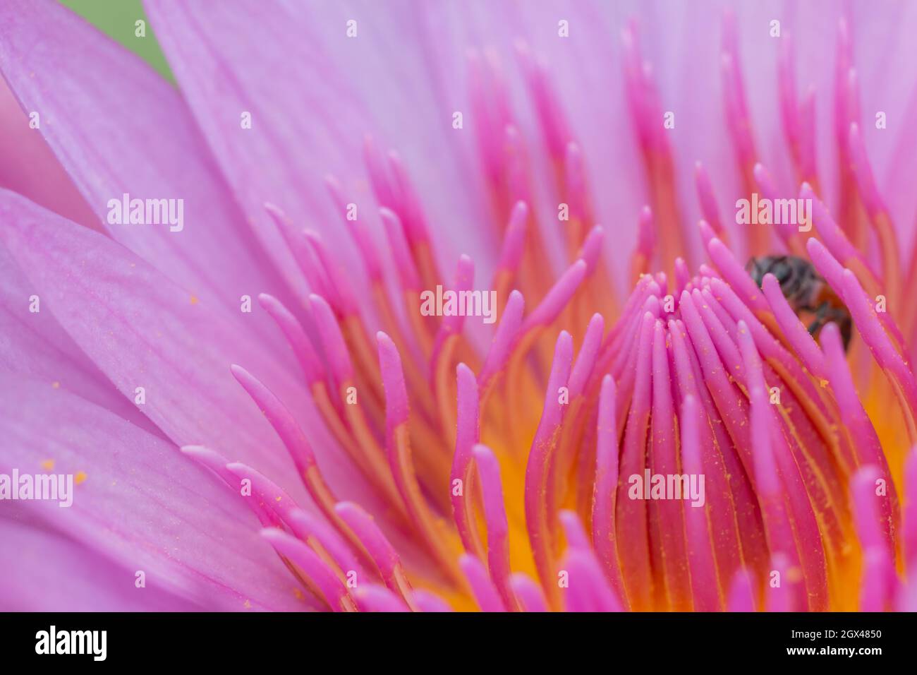 Close up of lotus pollen from pink lotus with pink lobe background ...