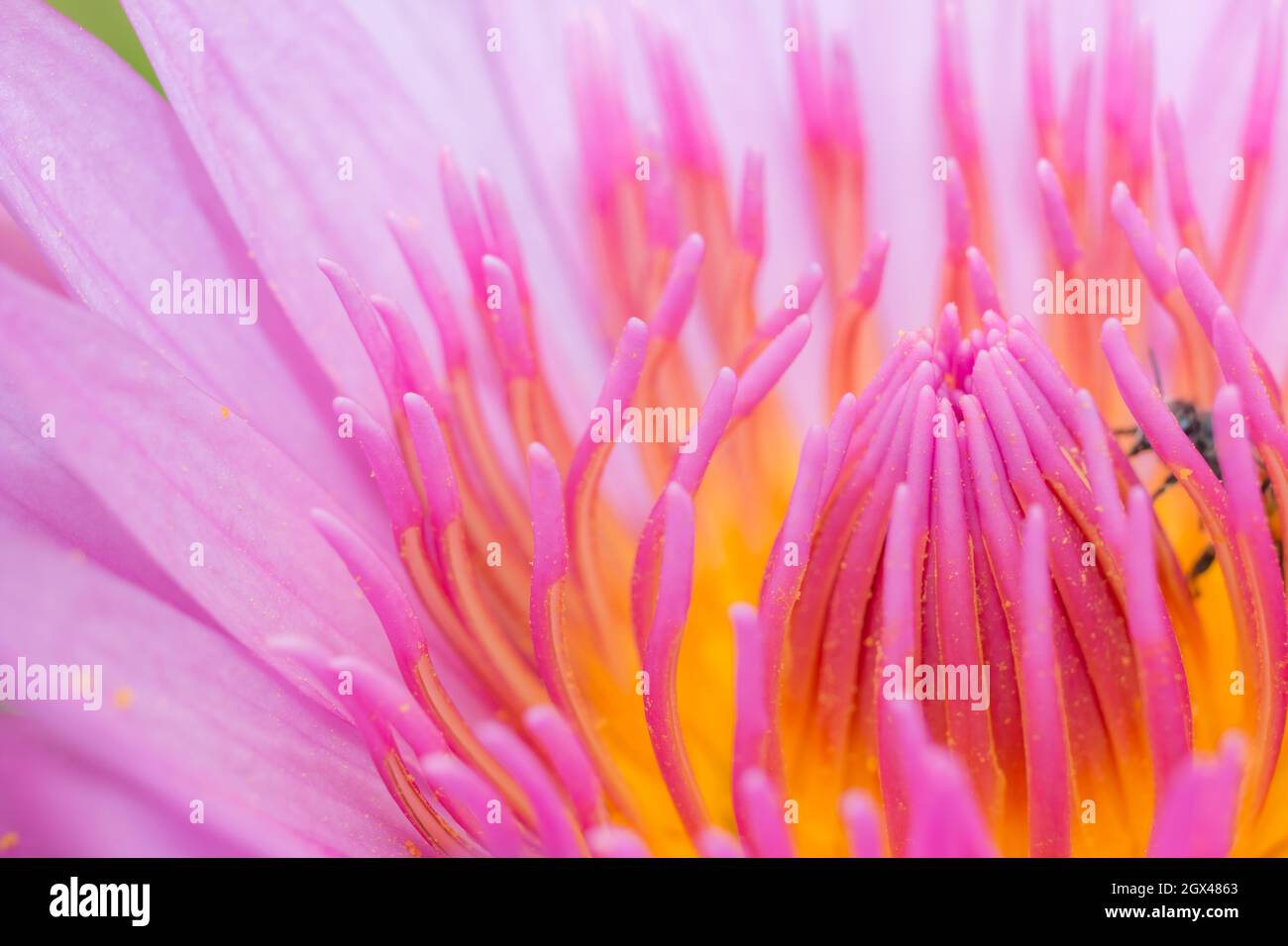 Close up of lotus pollen from pink lotus with pink lobe background ...
