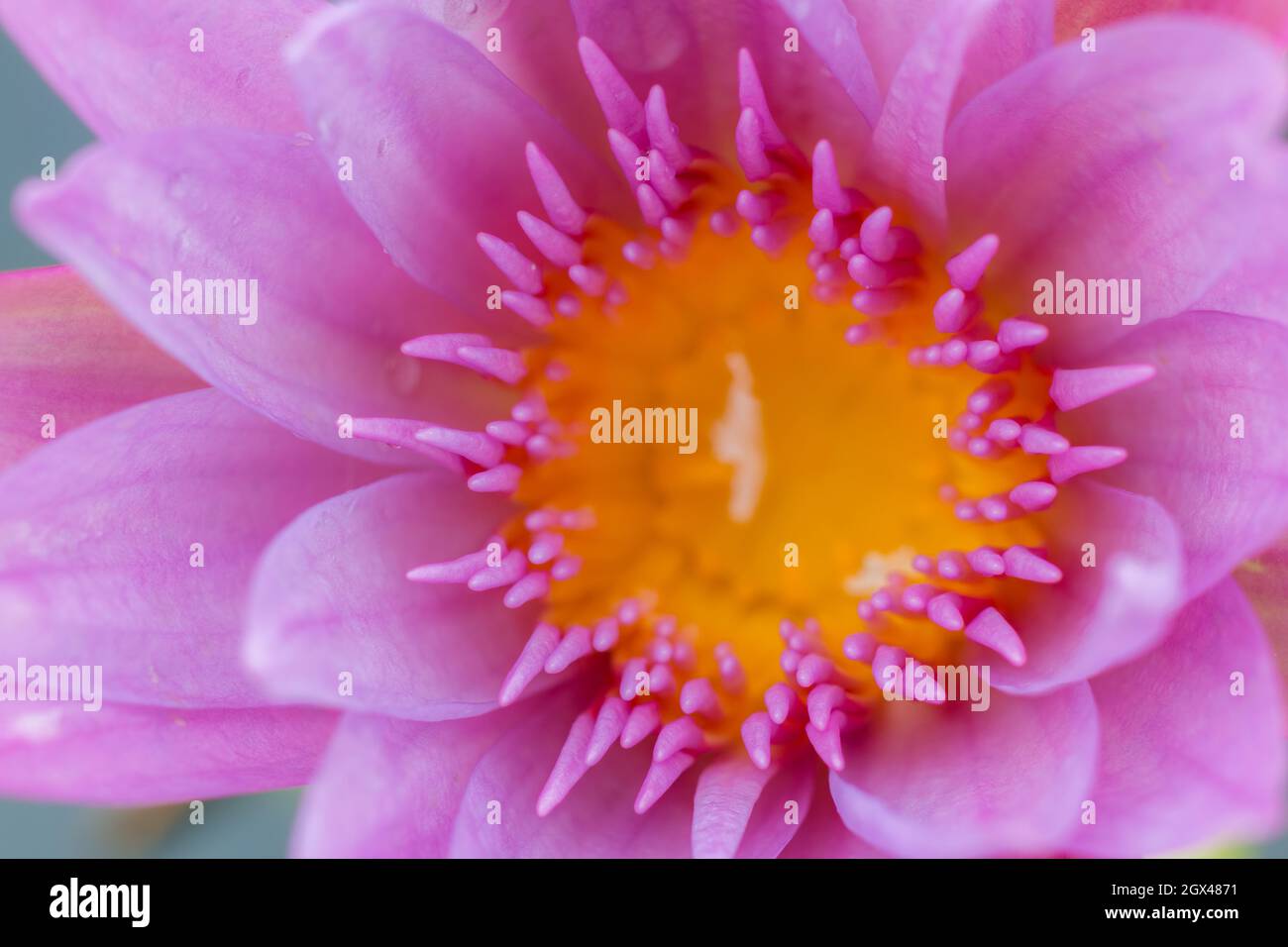 Close up of lotus pollen from pink lotus with pink lobe background ...