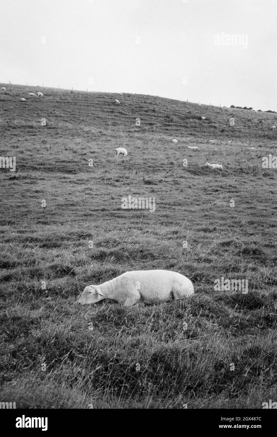 Devon sheep farm Black and White Stock Photos & Images - Alamy