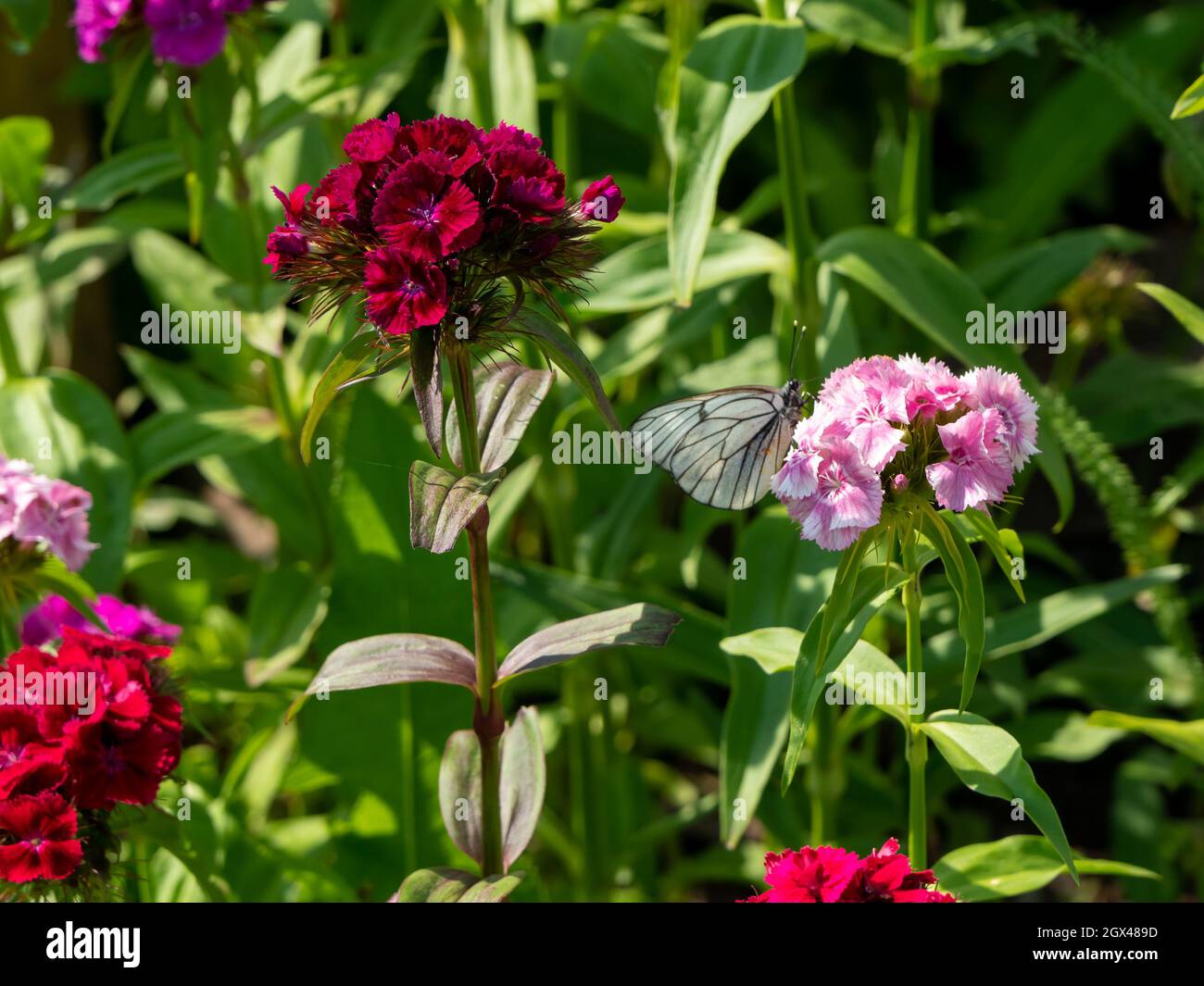 White Butterfly sits on a flower of a pink and white carnation in the ...