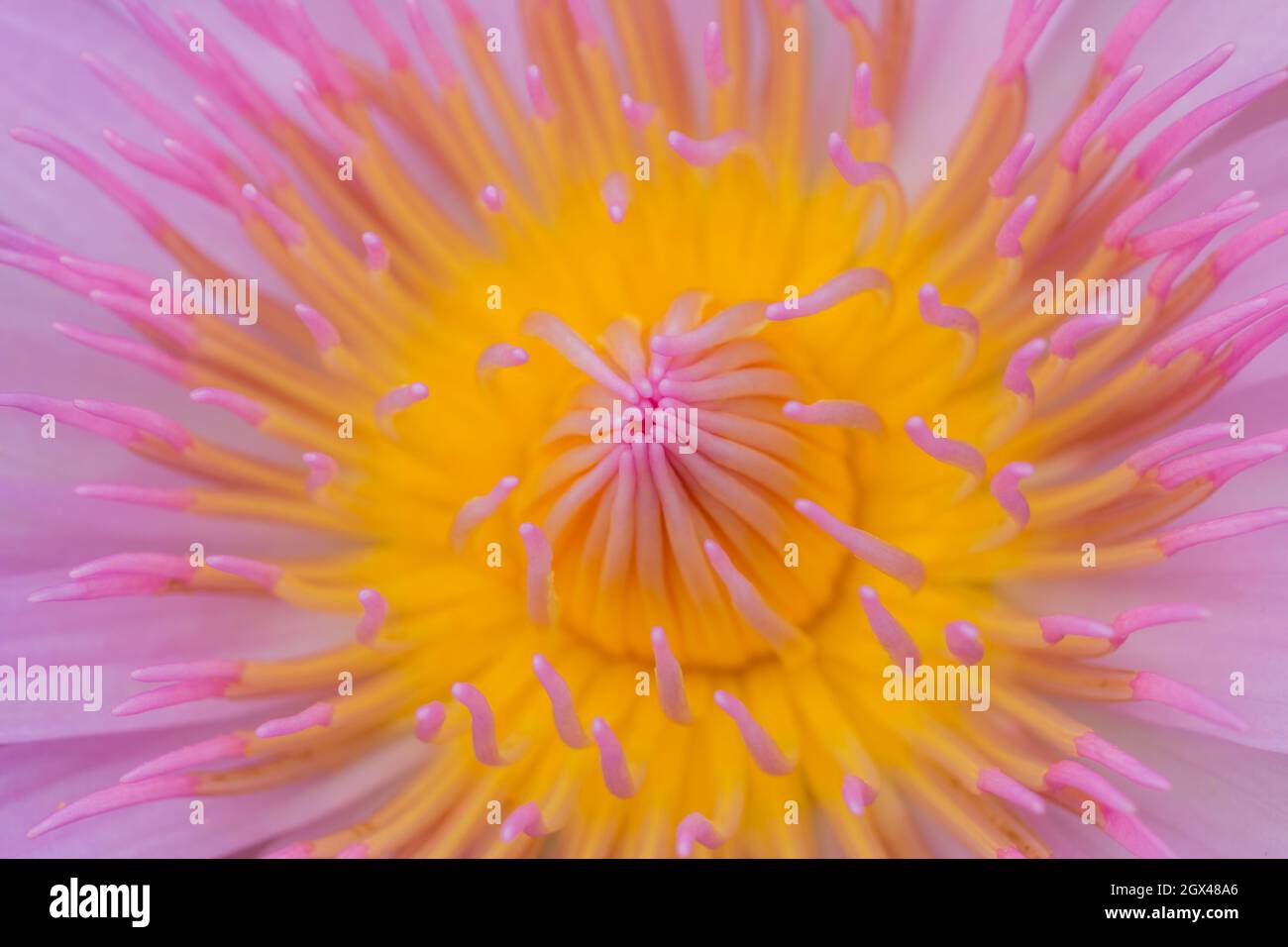 Close up of lotus pollen from pink lotus with pink lobe background ...