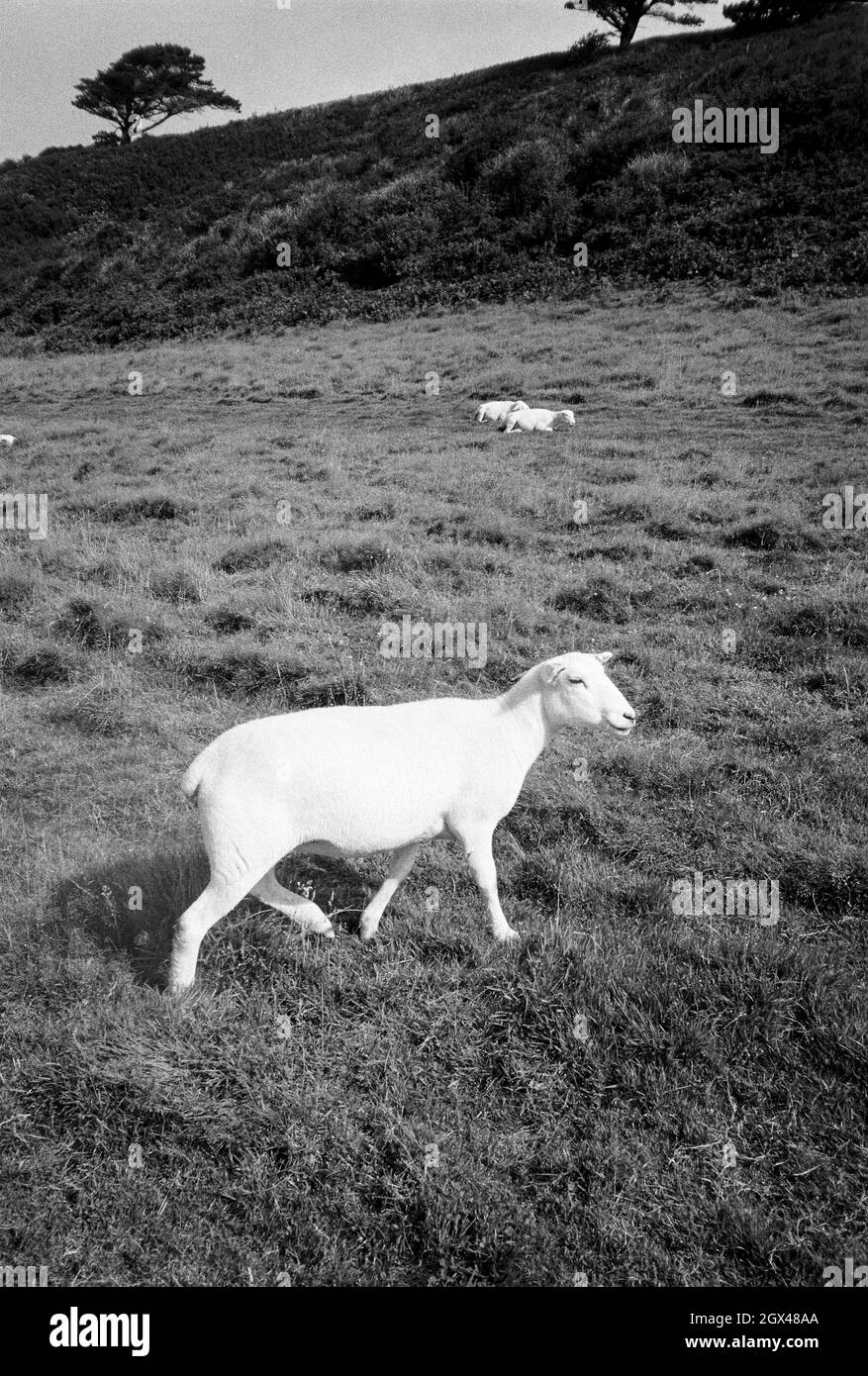 Devon sheep farm Black and White Stock Photos & Images - Alamy