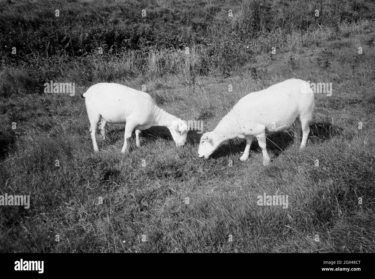 Poll Dorset sheep, Hope Cove, South Devon, England, United Kingdom ...