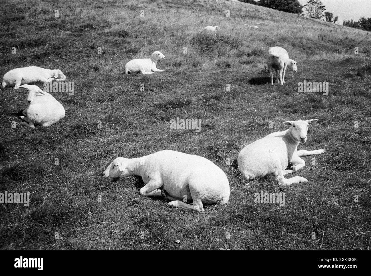 Poll Dorset sheep, Hope Cove, South Devon, England, United Kingdom ...