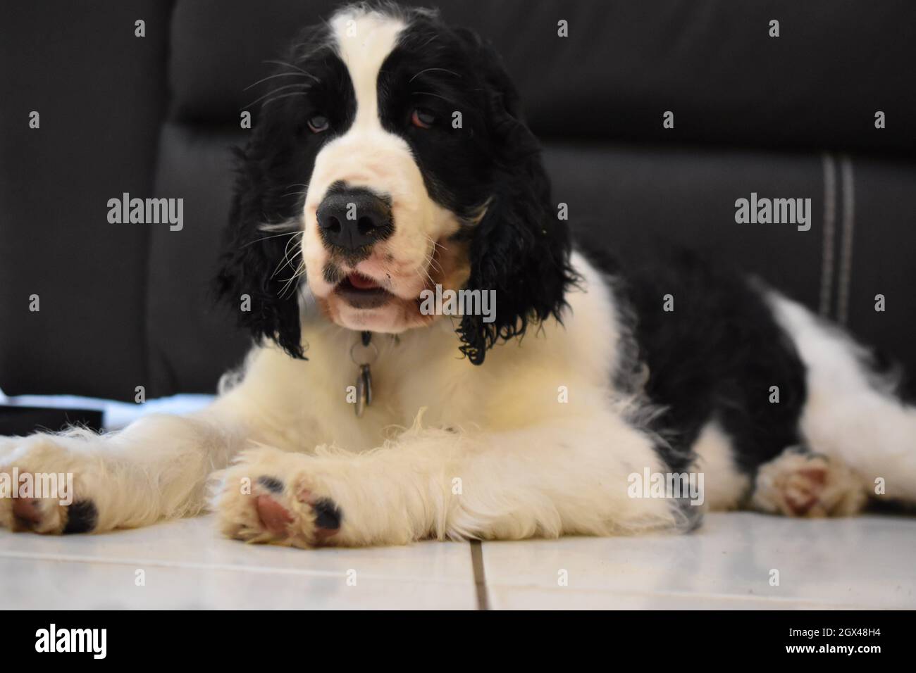Black and white english springer spaniel hi-res stock photography and ...