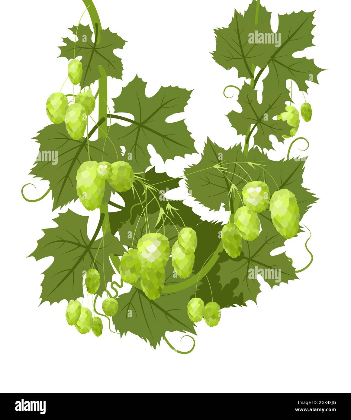 Hop. A branch with dense arc leaves and cones. Sagging shoots with ...