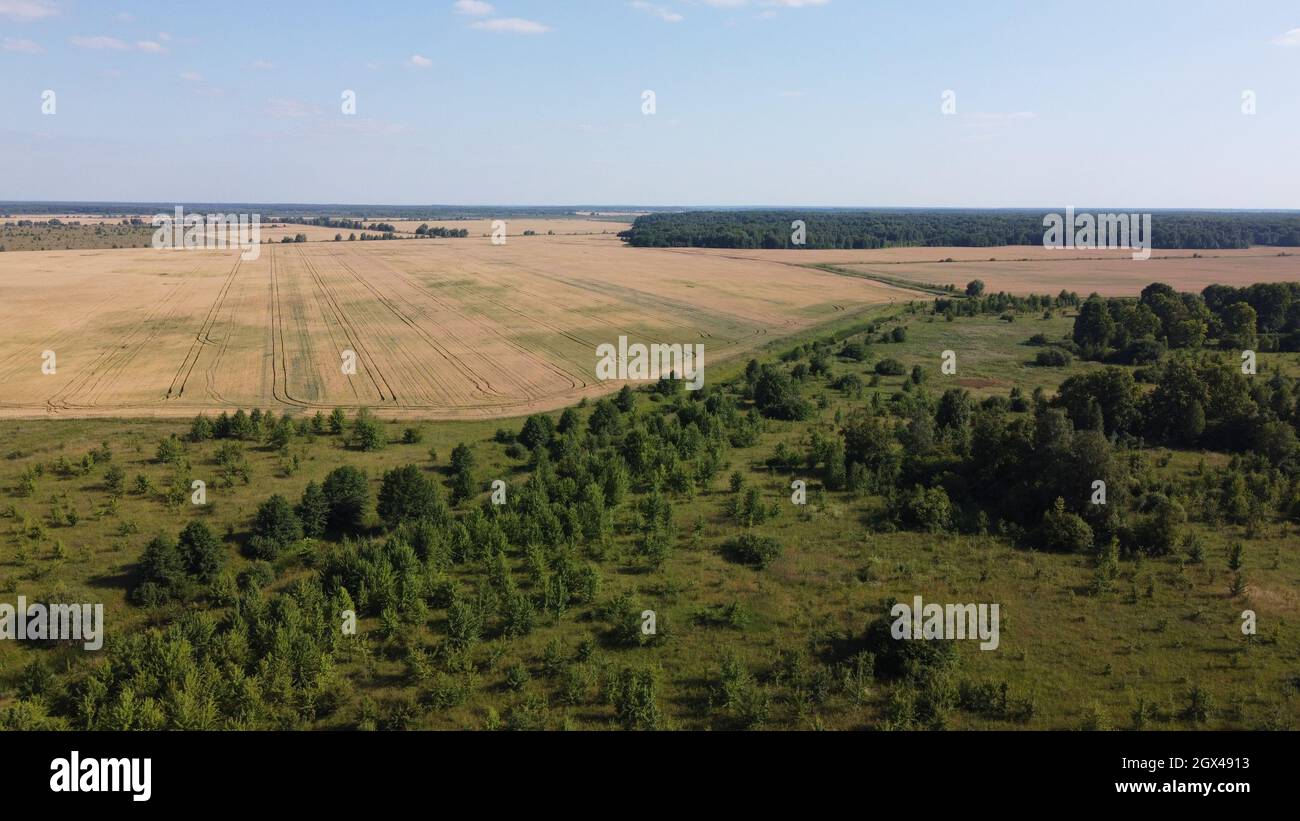 Small grove of trees in a field hi-res stock photography and images - Alamy