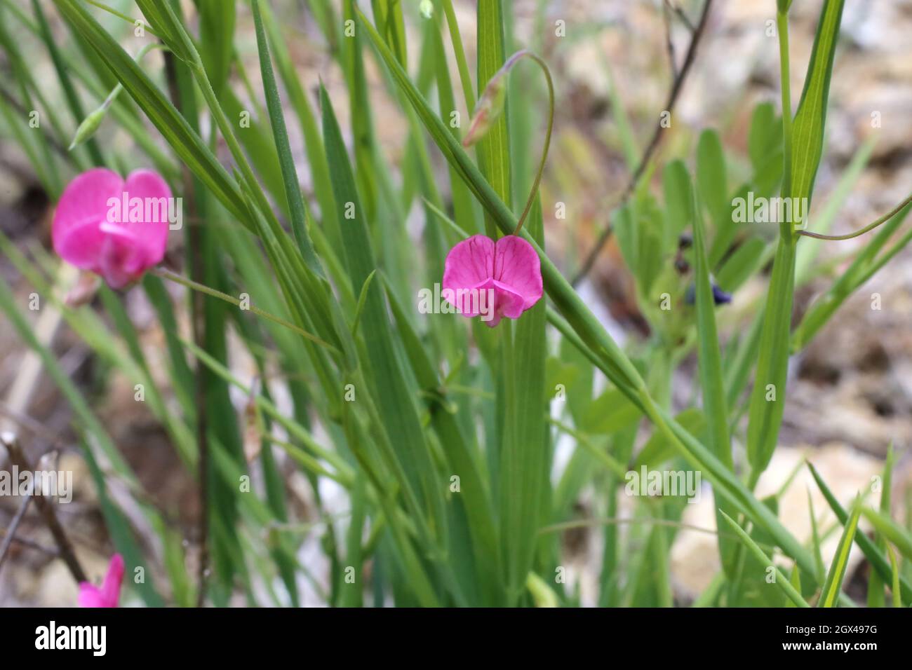 Grass vetchling lathyrus nissolia hi-res stock photography and images ...