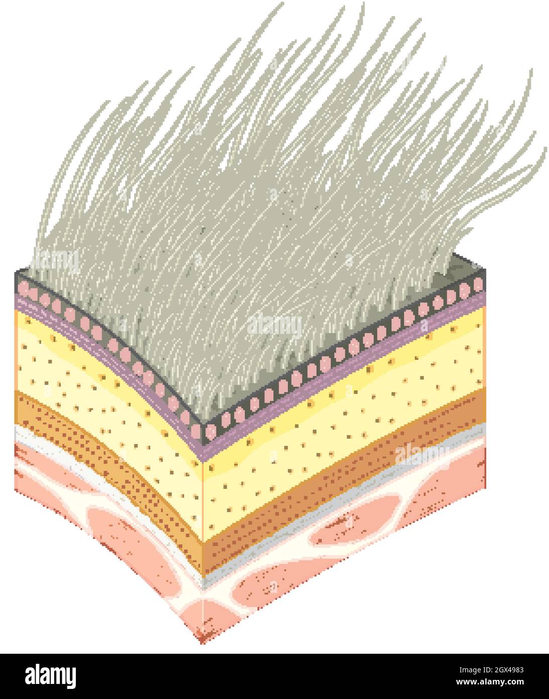 Blubber Skin Animal at Patrick Drago blog