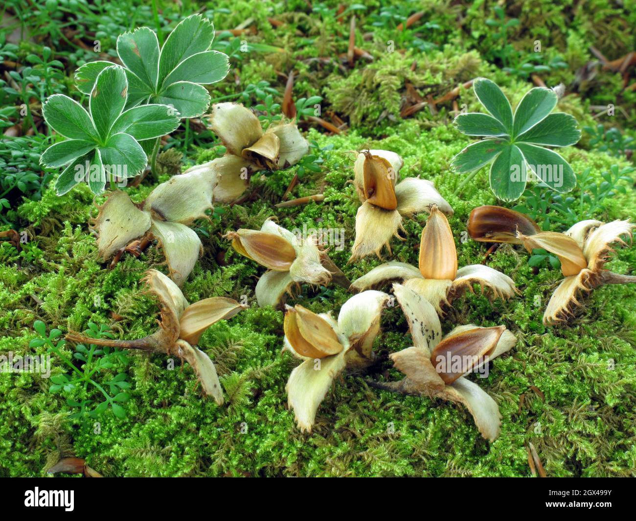 Beech fruits (Fagus sylvatica) on the ground Stock Photo - Alamy