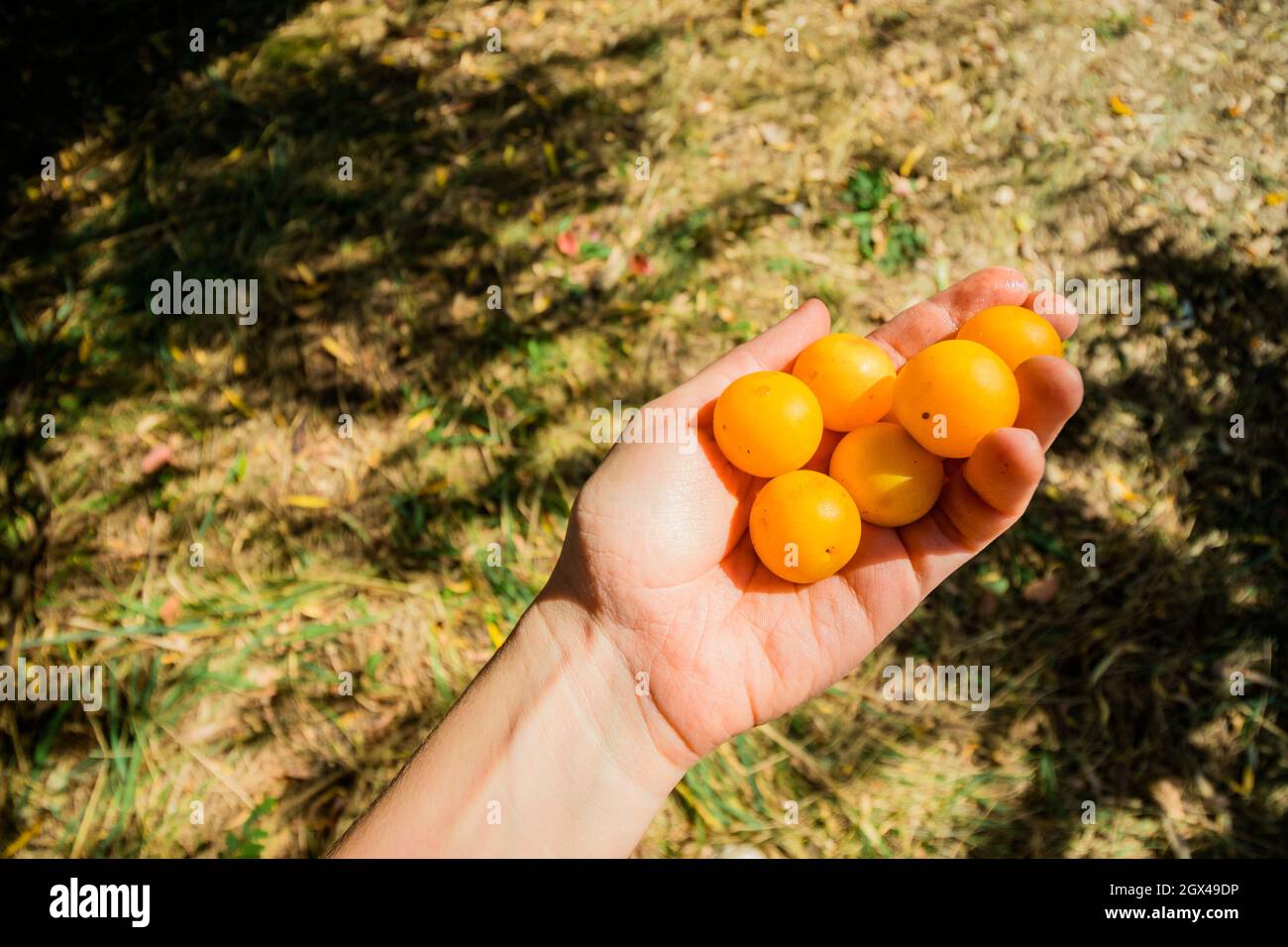 Yellow cherry plum hi-res stock photography and images - Alamy