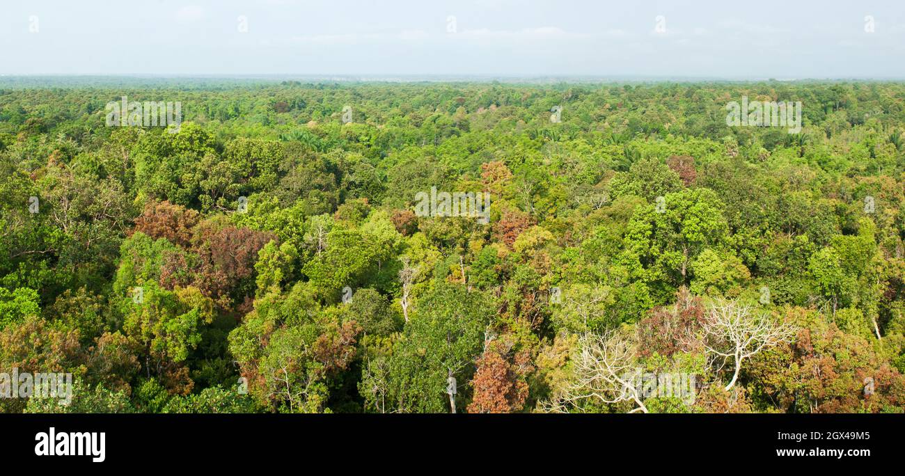 Panoramic aerial view of peat swamp forest at sunrise, green canopy ...