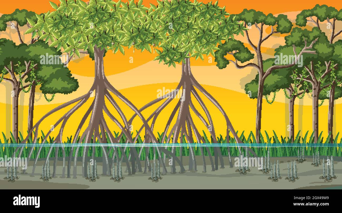 Nature scene with Mangrove forest at sunset time in cartoon style ...