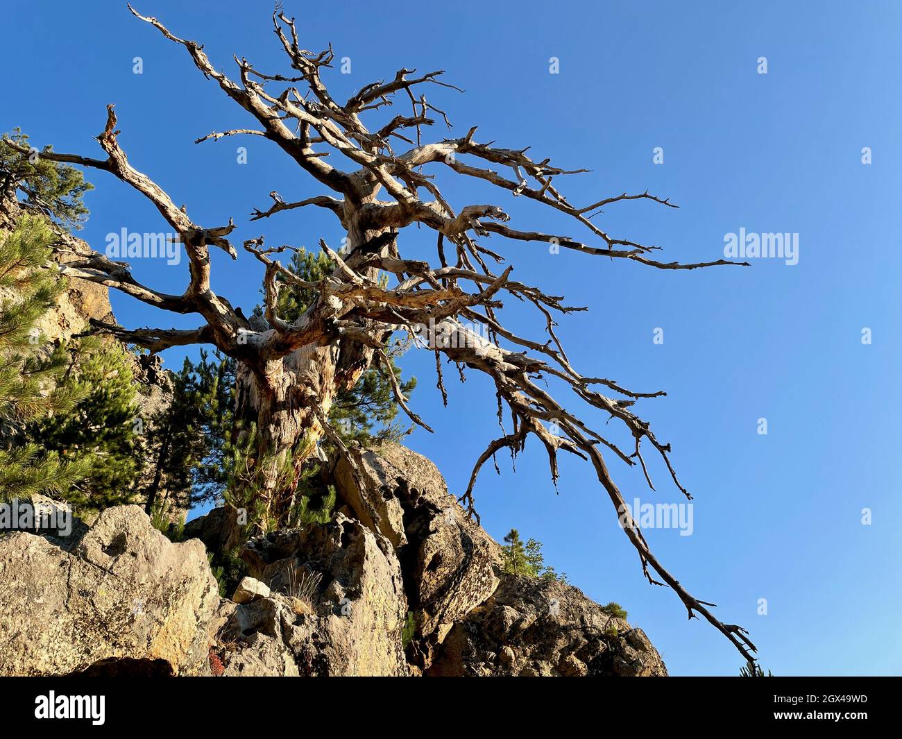 Plant on roc hi-res stock photography and images - Alamy