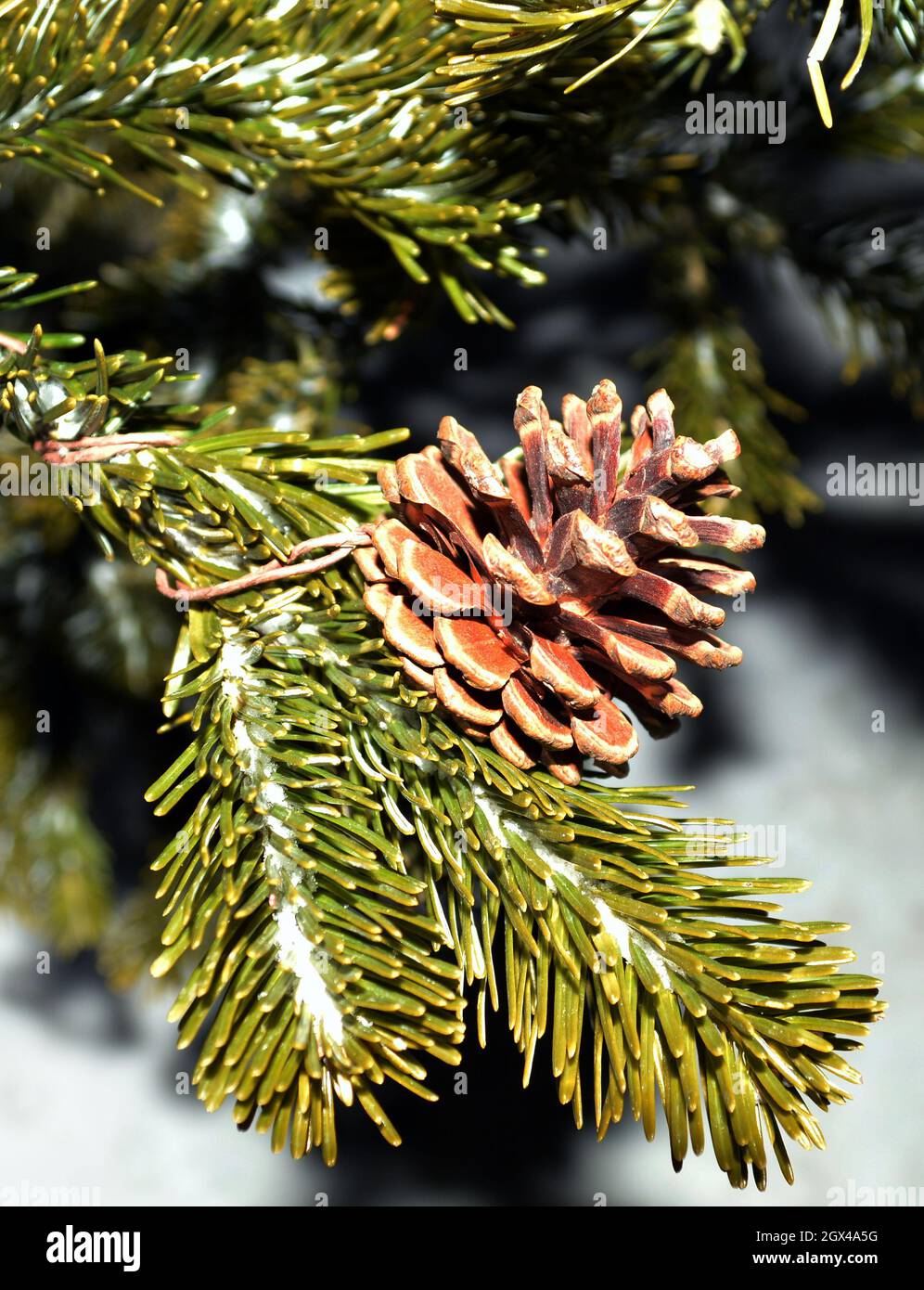Fir cone hi-res stock photography and images - Alamy