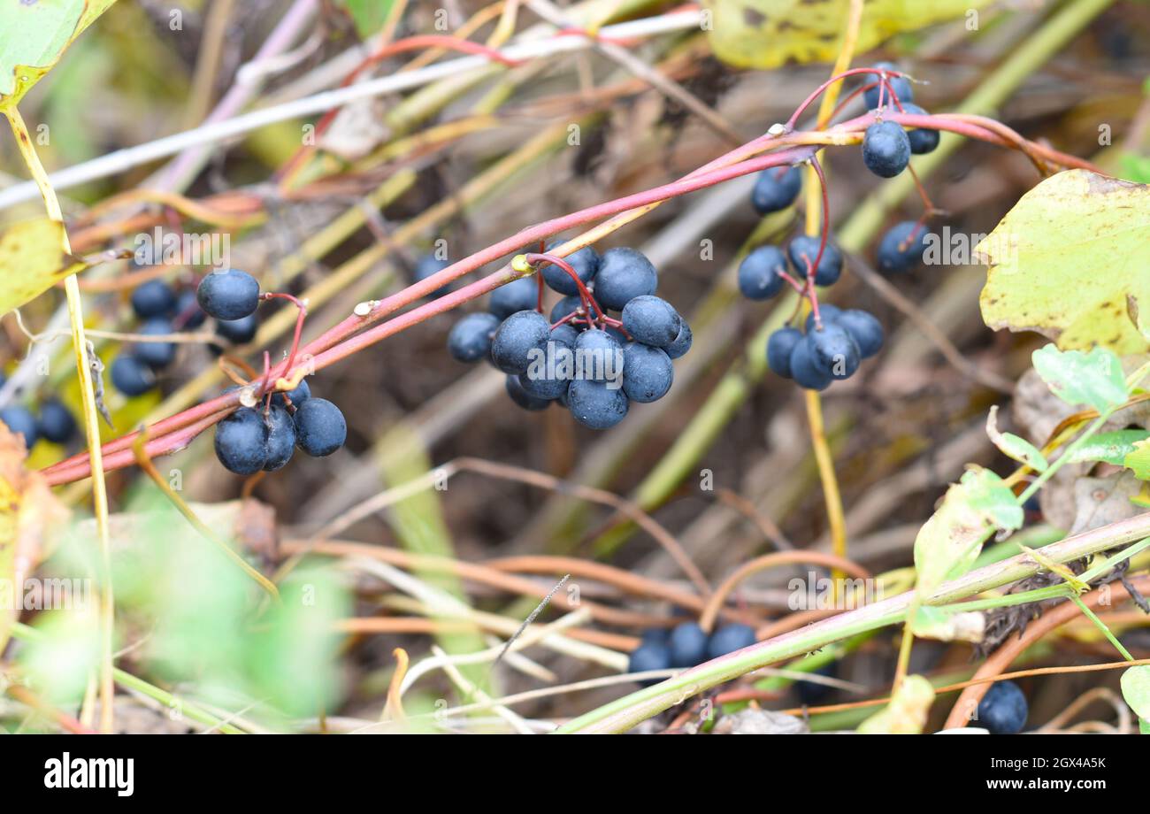 Amur grapes hi-res stock photography and images - Alamy