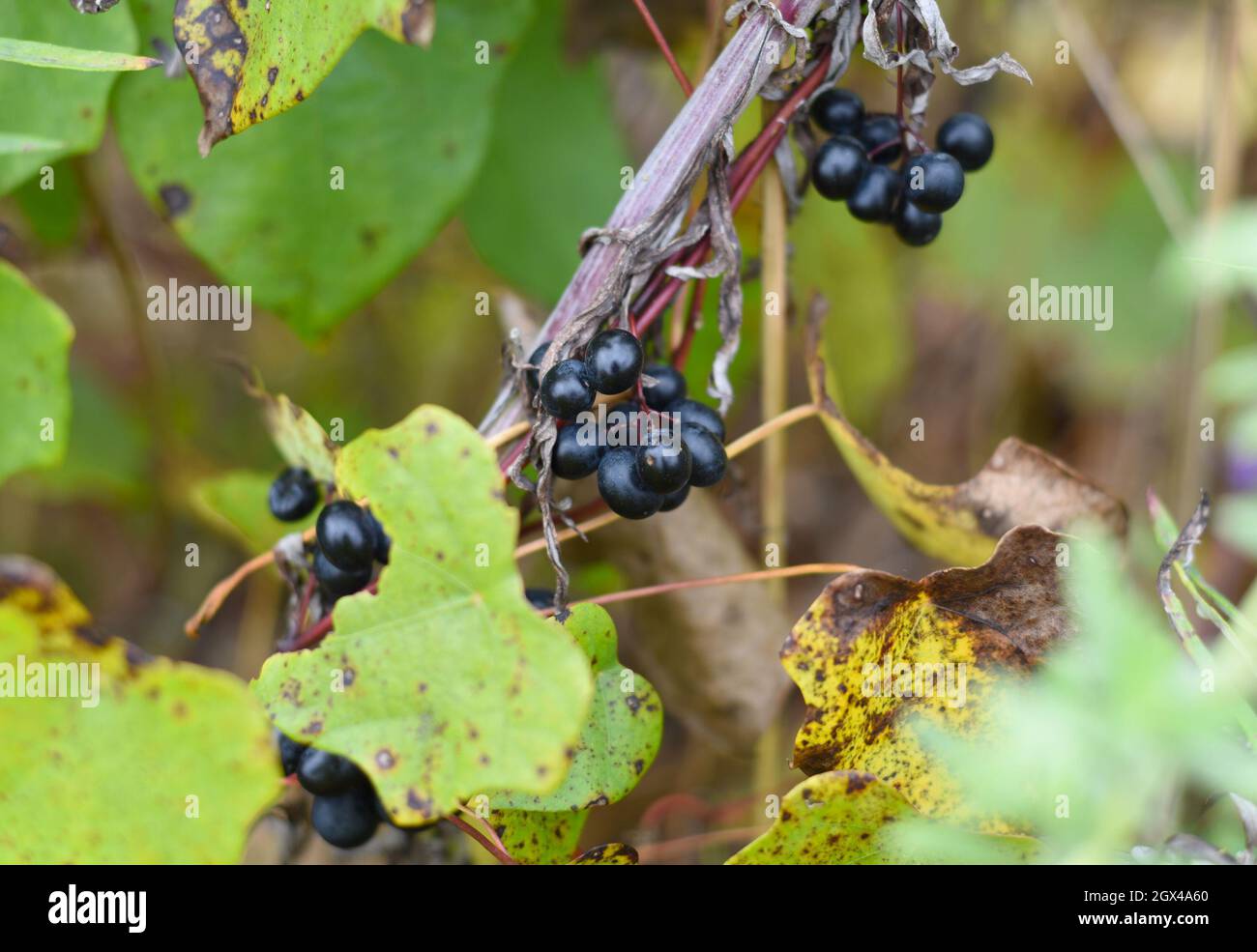 berries of wild Amur grapes Stock Photo - Alamy