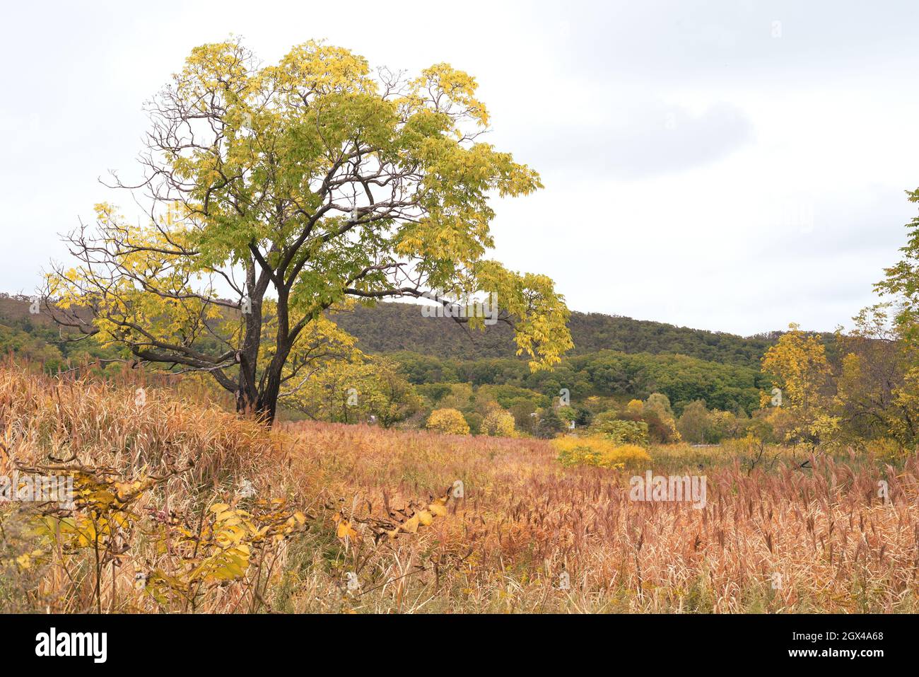 Autumnal landscape with field and trees in Russia Stock Photo - Alamy