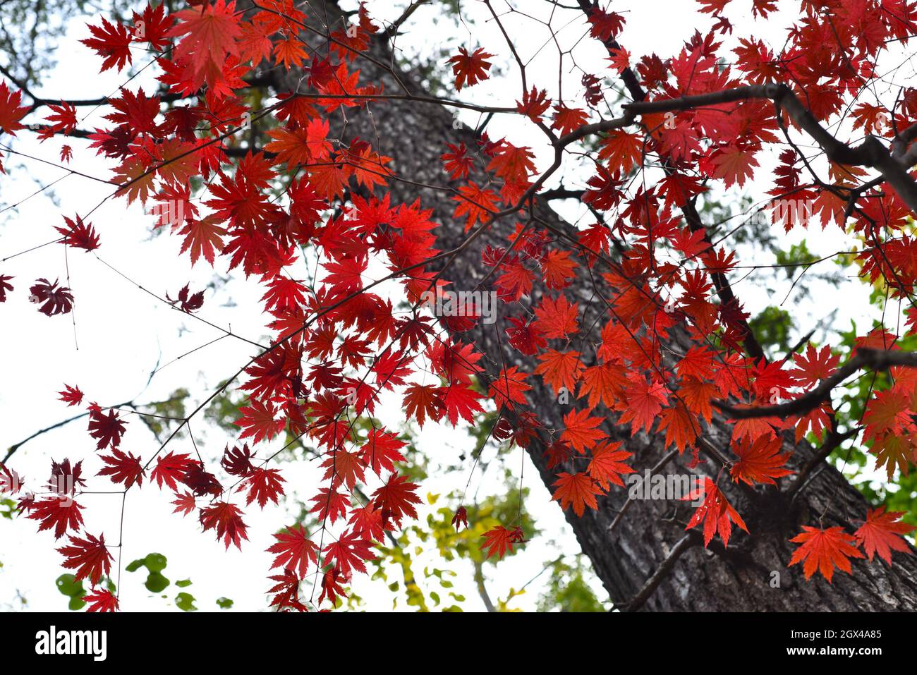 Far eastern maple hi-res stock photography and images - Alamy